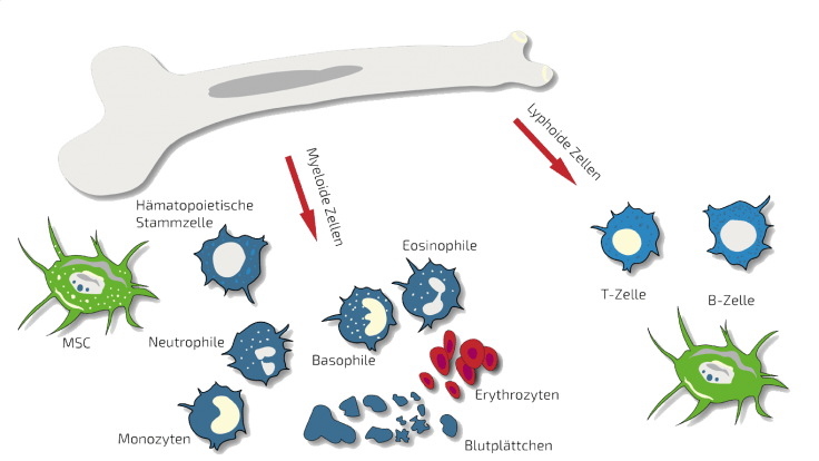 Knochenmarkstammzellen | ANOVA IRM